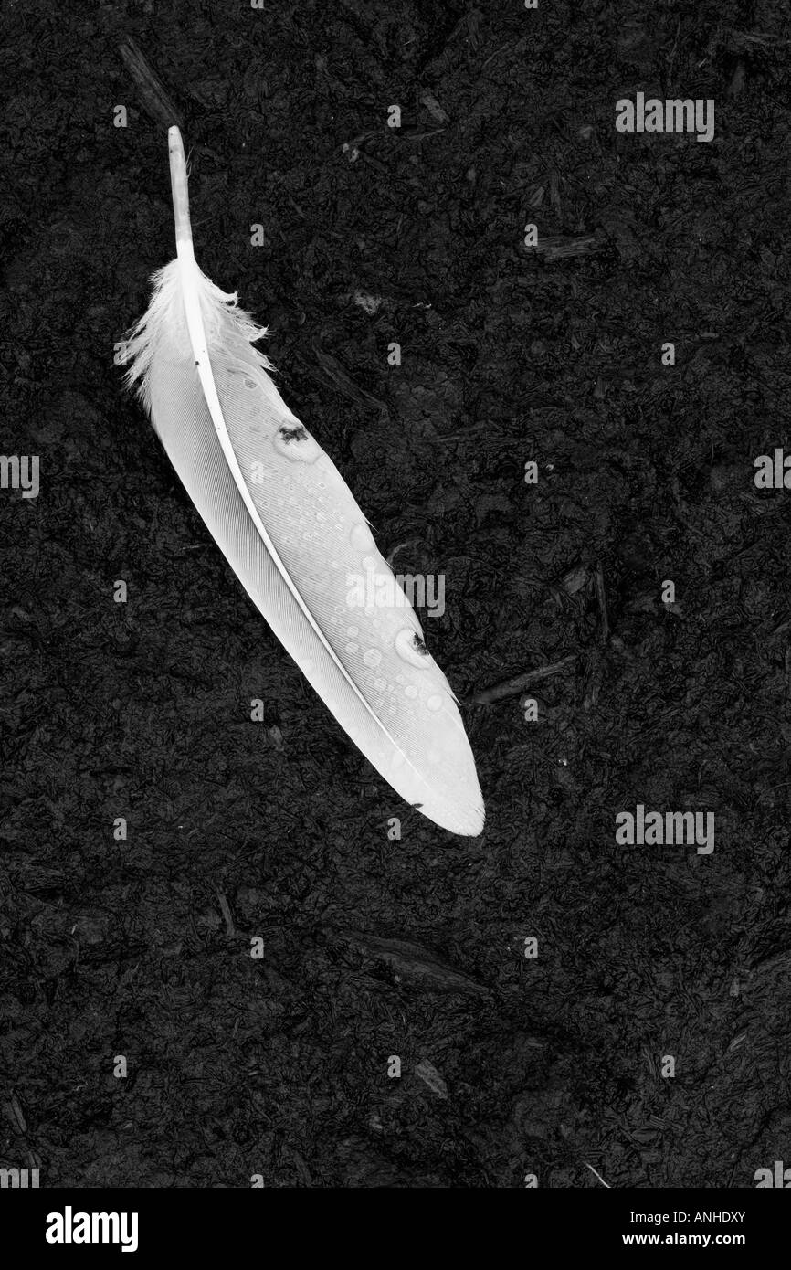 Black headed gull feather on peat Stock Photo - Alamy