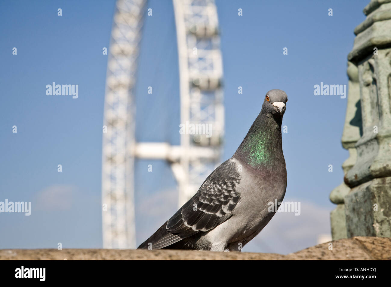 A London pigeon perches on the parapet of Westminster Bridge with the ...