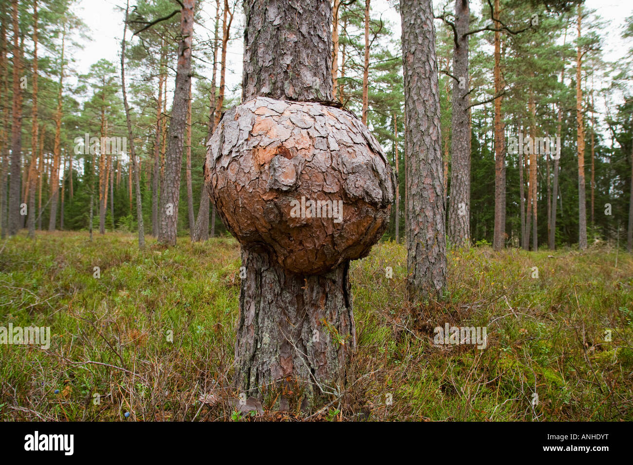 Large burl on scots pine Stock Photo - Alamy