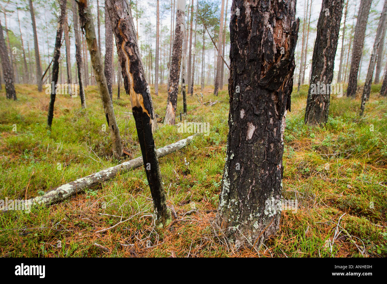 Burned pine woodland Stock Photo - Alamy