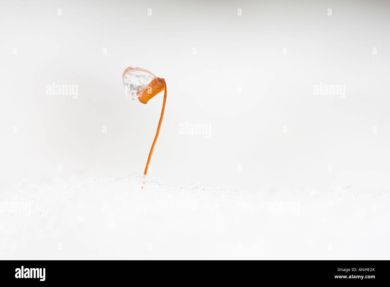 Hair cap moss spore capsule Stock Photo - Alamy