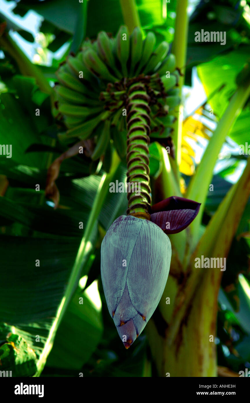 banana plant fruit pod summer exotic travel tourism Stock Photo - Alamy