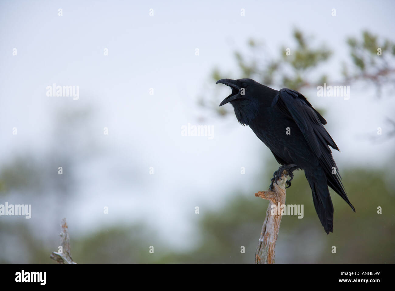 Raven perched on dead scots pine Stock Photo - Alamy
