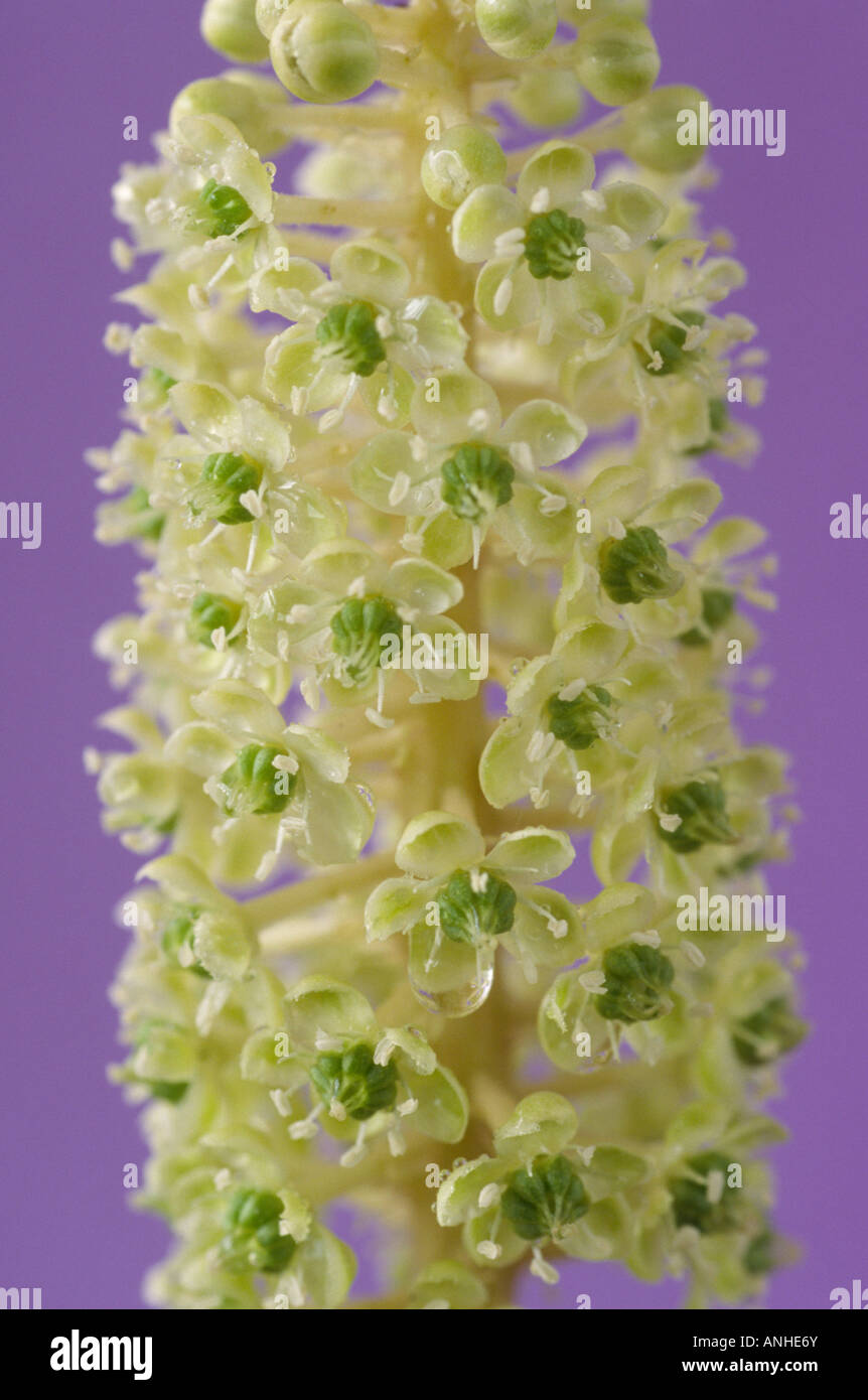 Phytolacca americana (Pokeweed, Red ink plant) Close up of raceme of ...