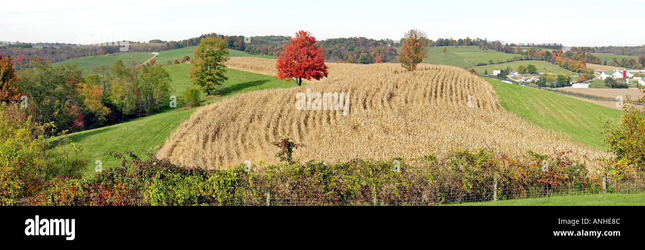 Panorama of Amish farm scene in the Millersburg and Sugarcreek area of ...