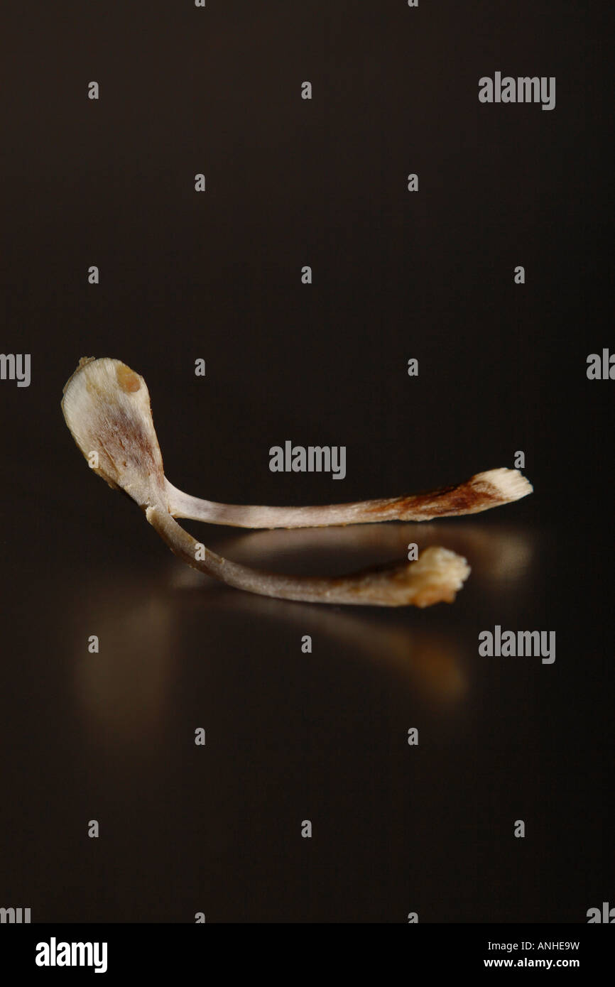 Chicken wishbone waiting to be broken for a wish good luck Stock Photo ...