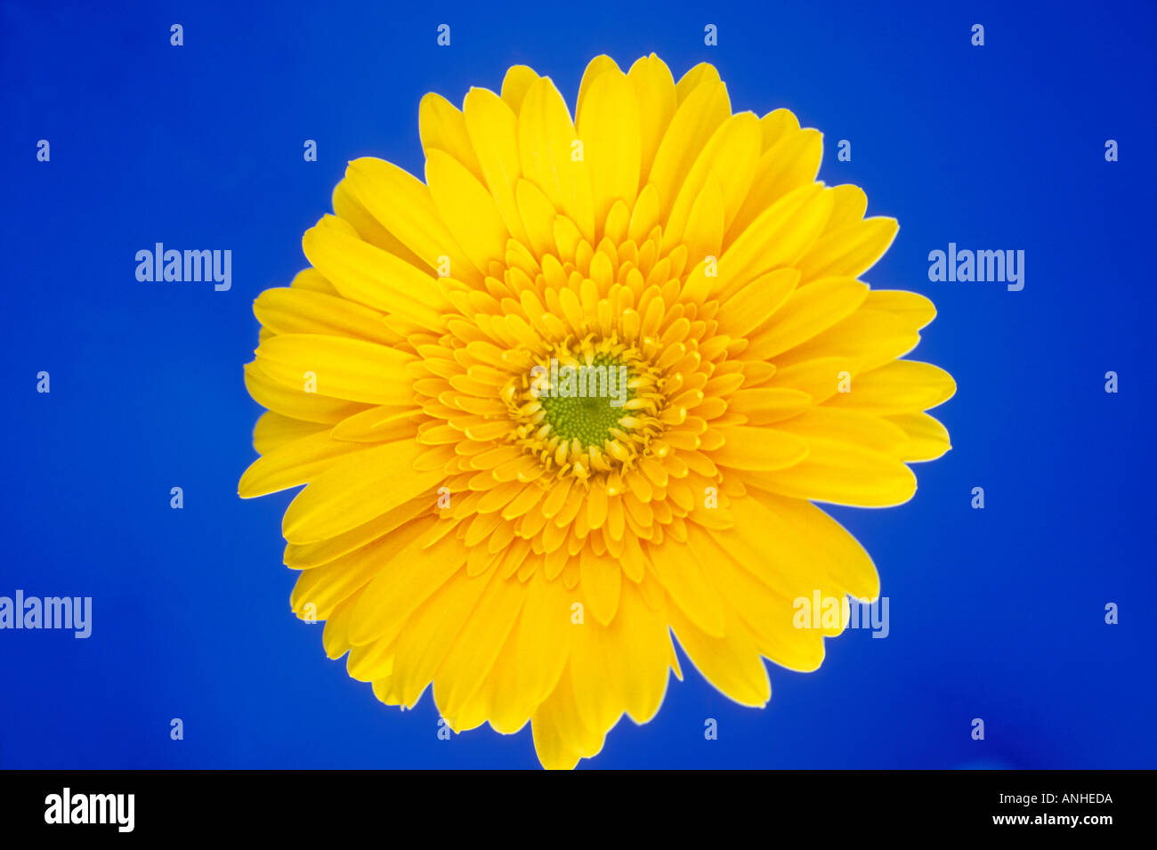 Perfect fresh gerbera pink hi-res stock photography and images - Alamy