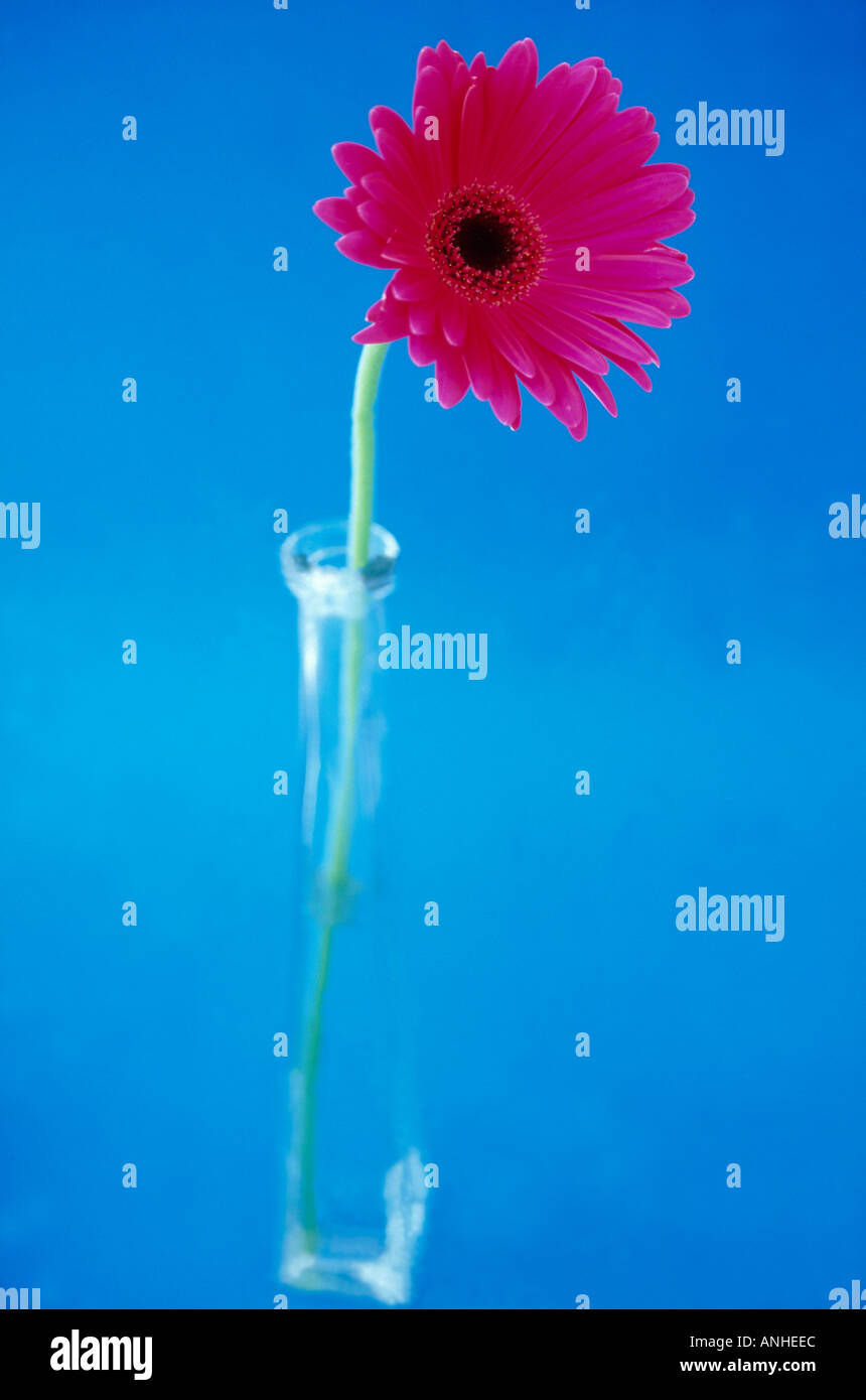 Flamboyant pink home hi-res stock photography and images - Alamy