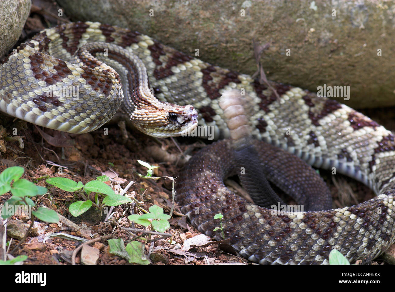 South american snake hi-res stock photography and images - Alamy