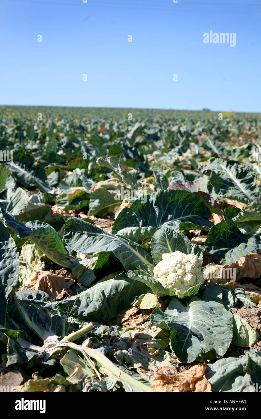 Cauliflower field on scenic walk in Padstow Cornwall Stock Photo - Alamy