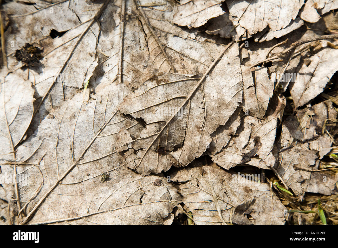 Decaying leaves hi-res stock photography and images - Alamy