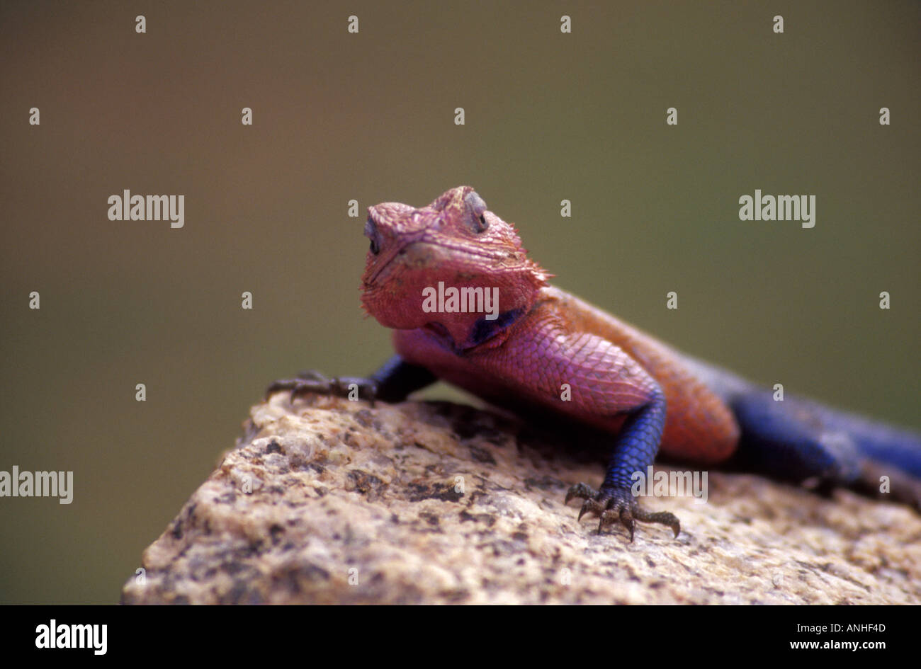 Male Agama lizard Stock Photo - Alamy