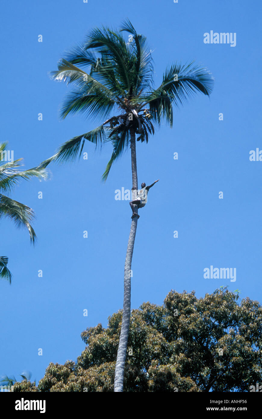 Coconut tree climber Stock Photo - Alamy