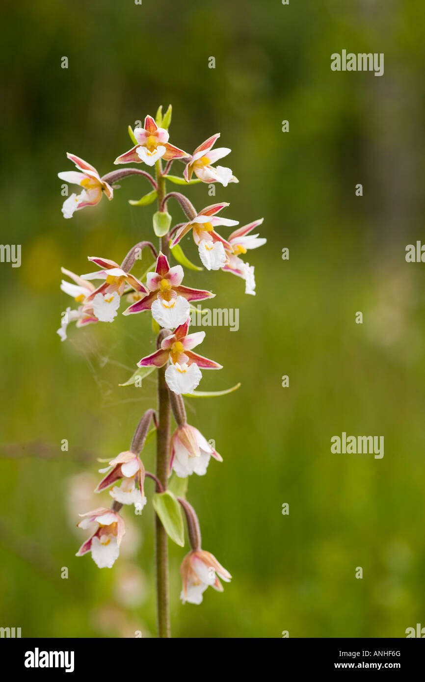 Marsh helleborine in flower Stock Photo - Alamy