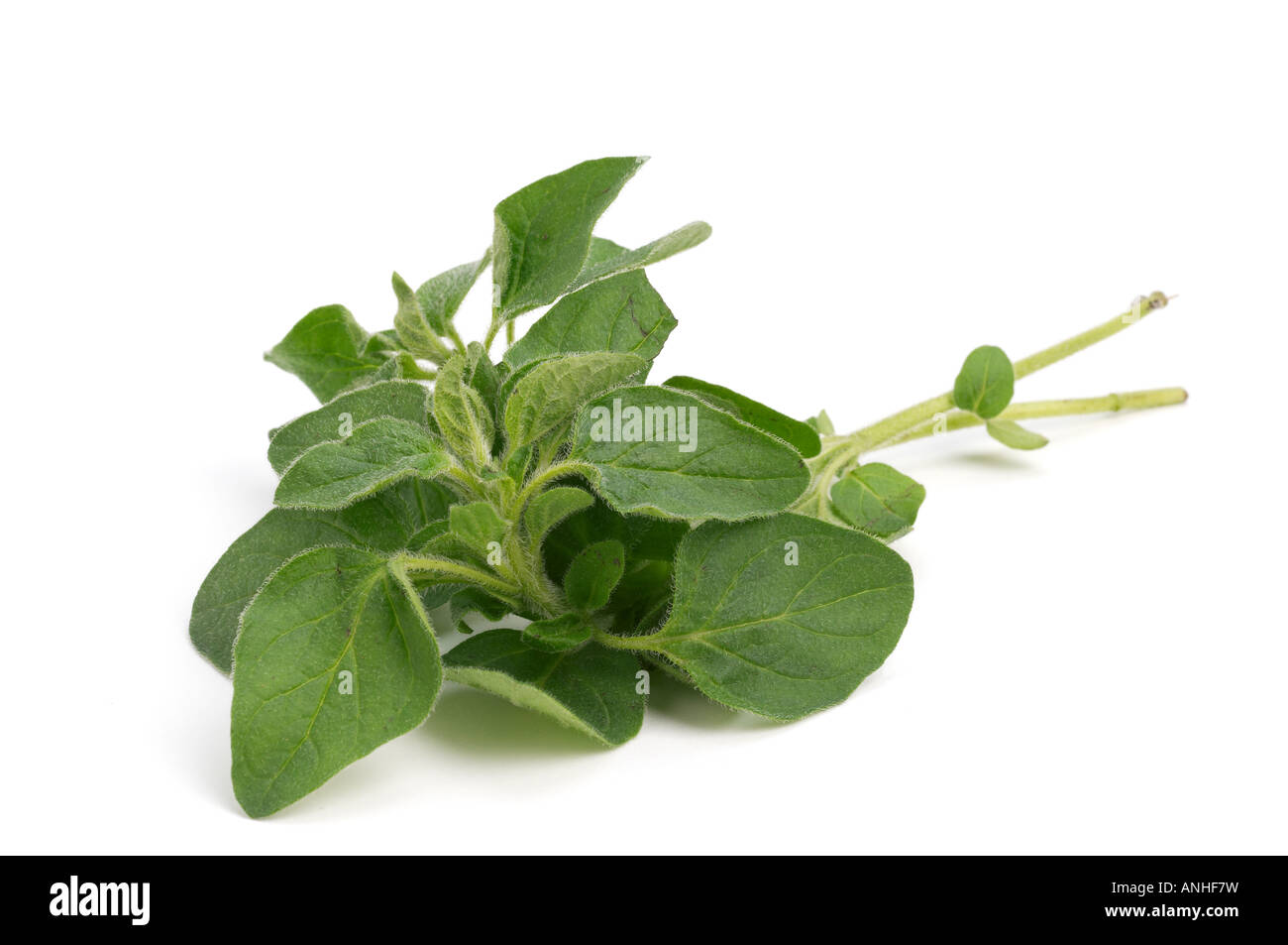 Fresh oregano herb hi-res stock photography and images - Alamy