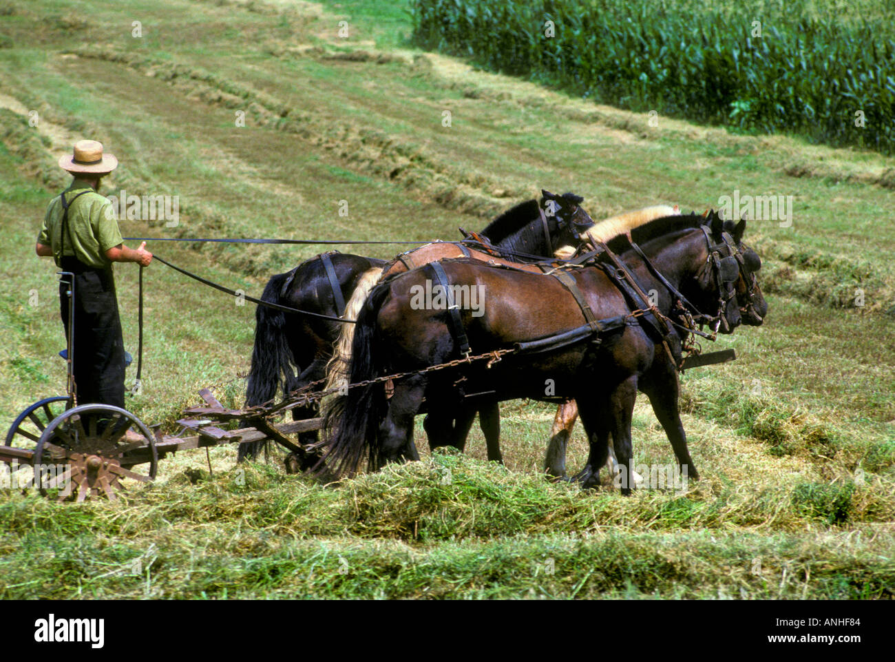 Amish way of life is based conservative and traditional old world ...
