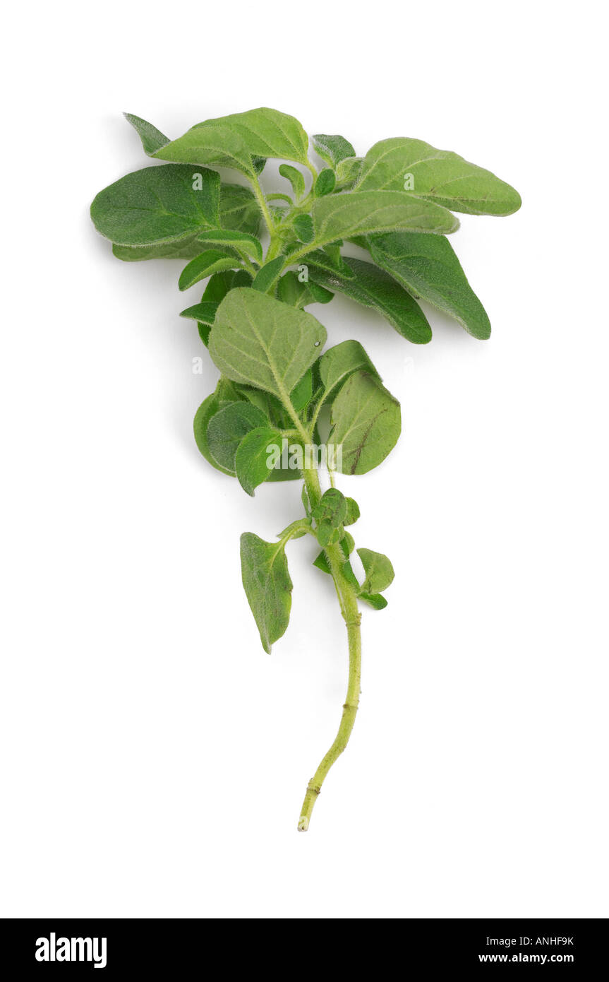 Oregano sprig hi-res stock photography and images - Alamy