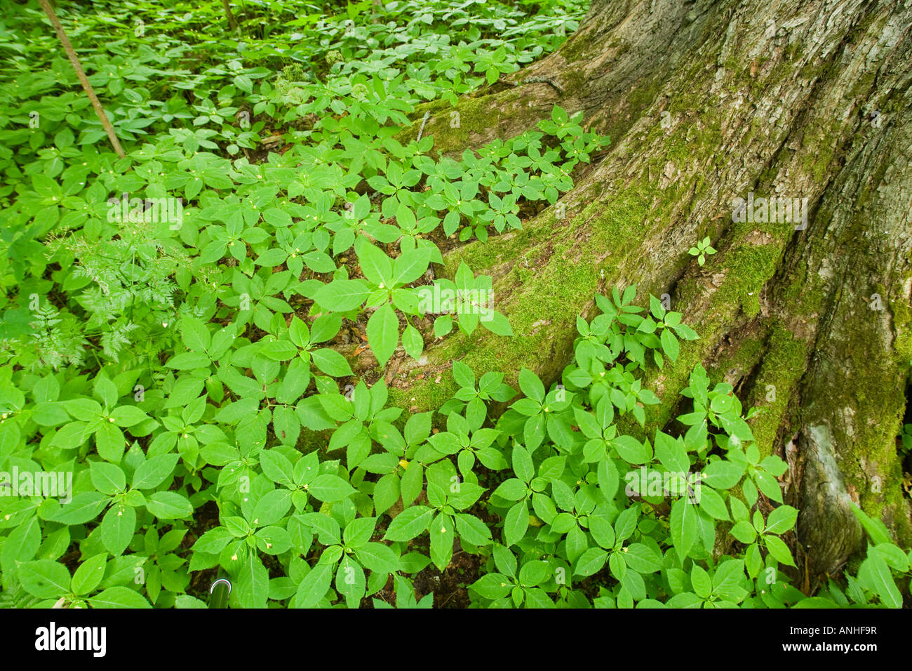 Base of an elm tree Stock Photo - Alamy