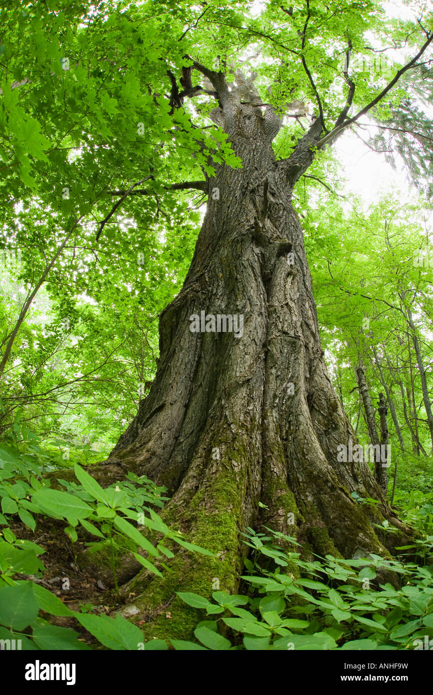Old elm hi-res stock photography and images - Alamy