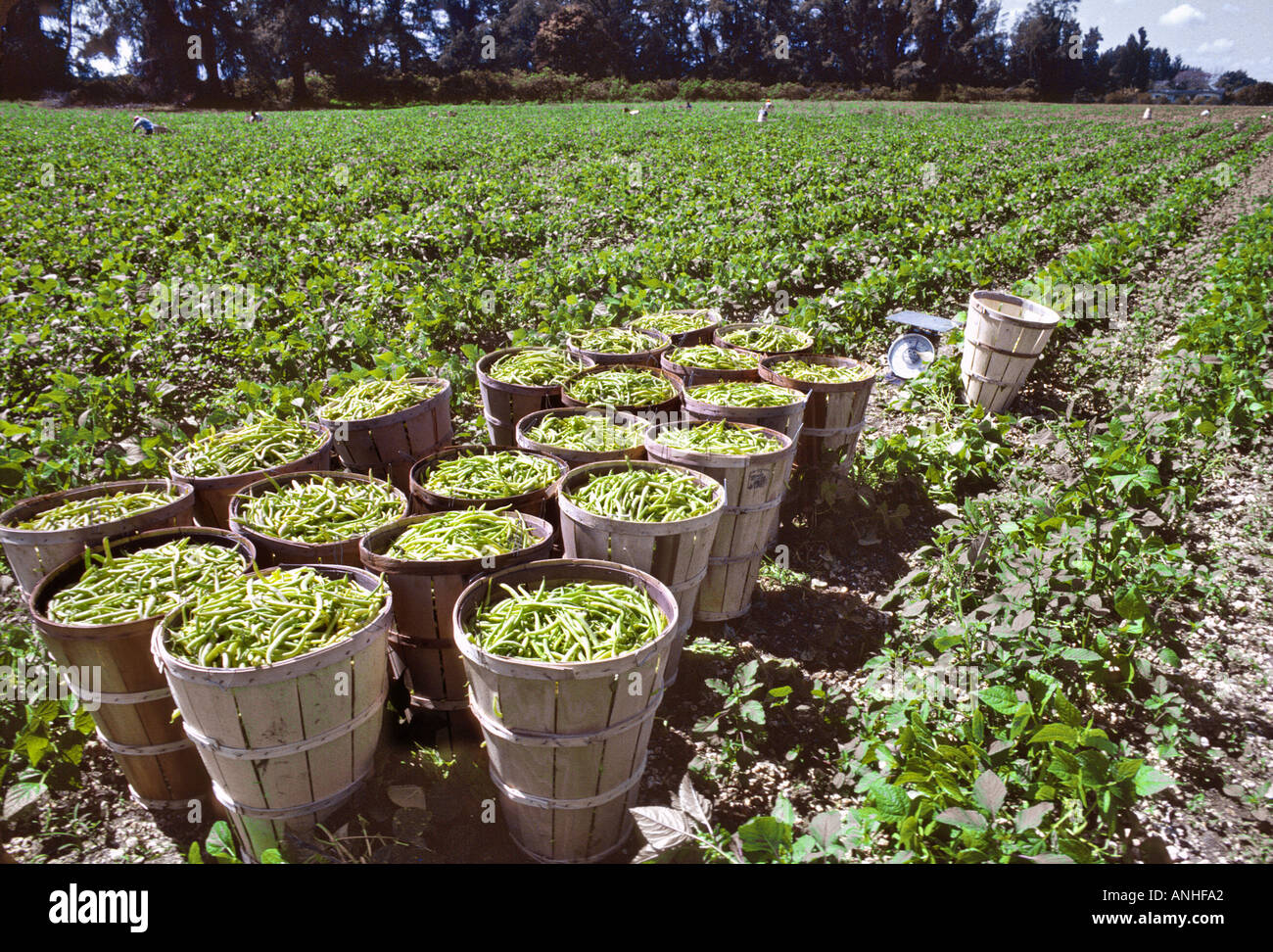 Green bean farm florida hi-res stock photography and images - Alamy