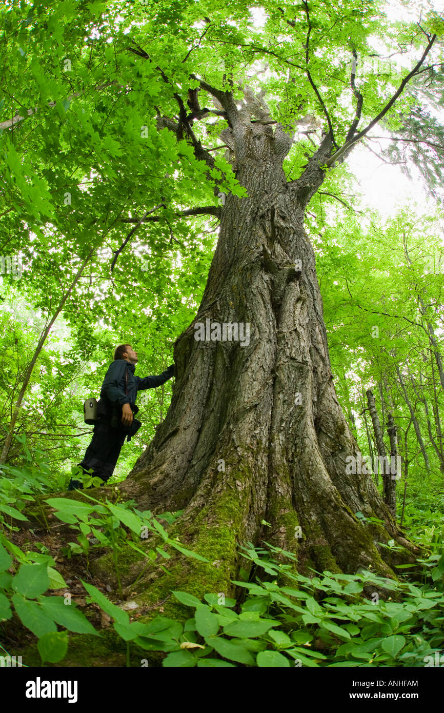 Tall elm tree hi-res stock photography and images - Alamy