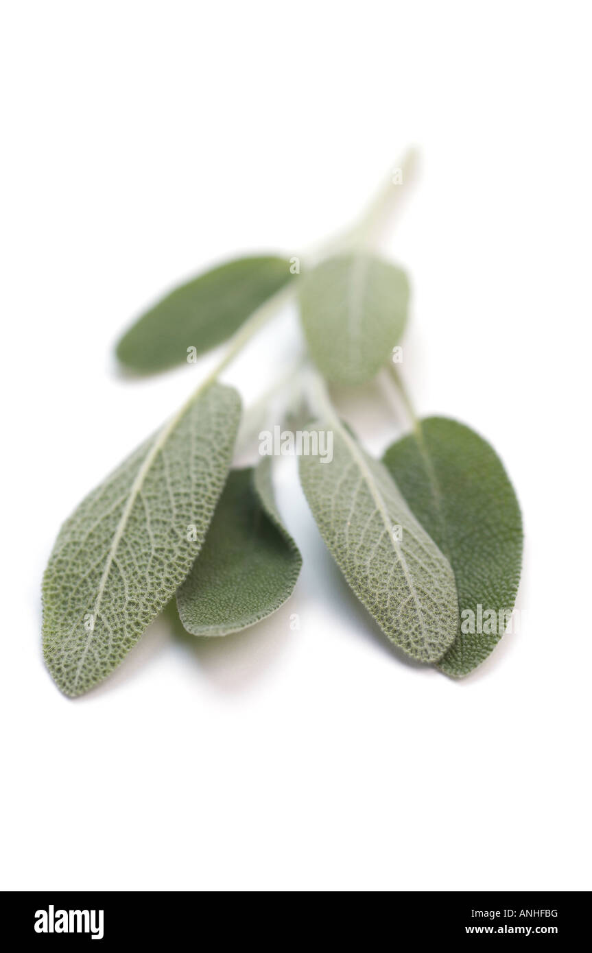 Sprig fresh sage herb hi-res stock photography and images - Alamy