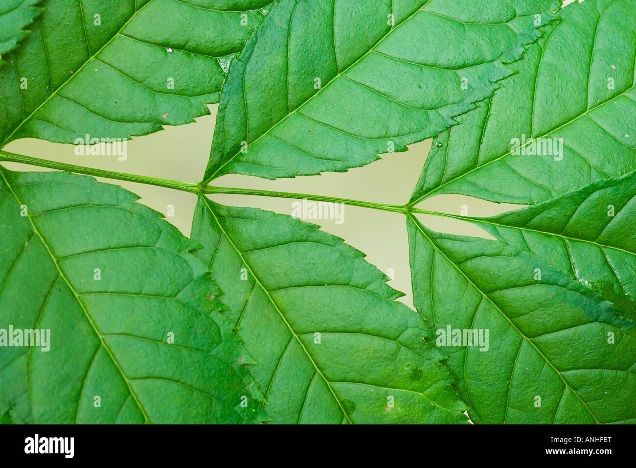 Wet ash yellow leaf hi-res stock photography and images - Alamy