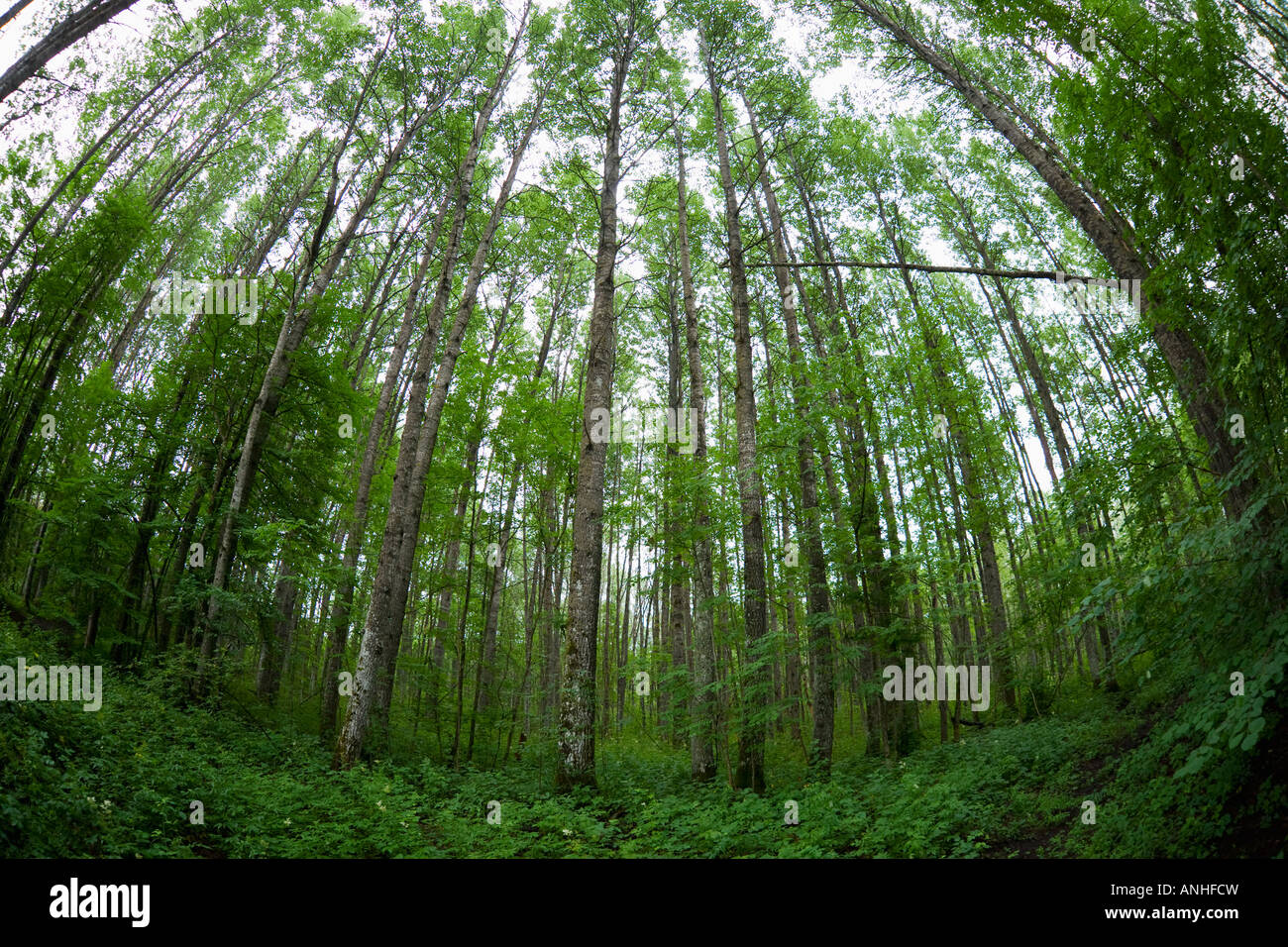 Summer aspen tree hi-res stock photography and images - Alamy