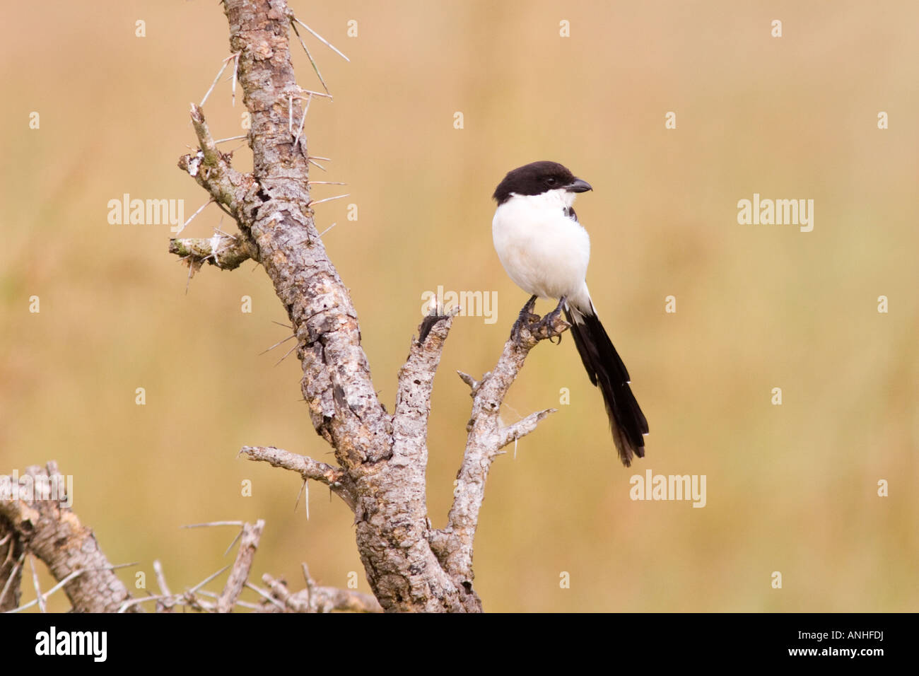 Long tailed fiscal shrike Lanius cabanisi Mikumi National Park Tanzania ...