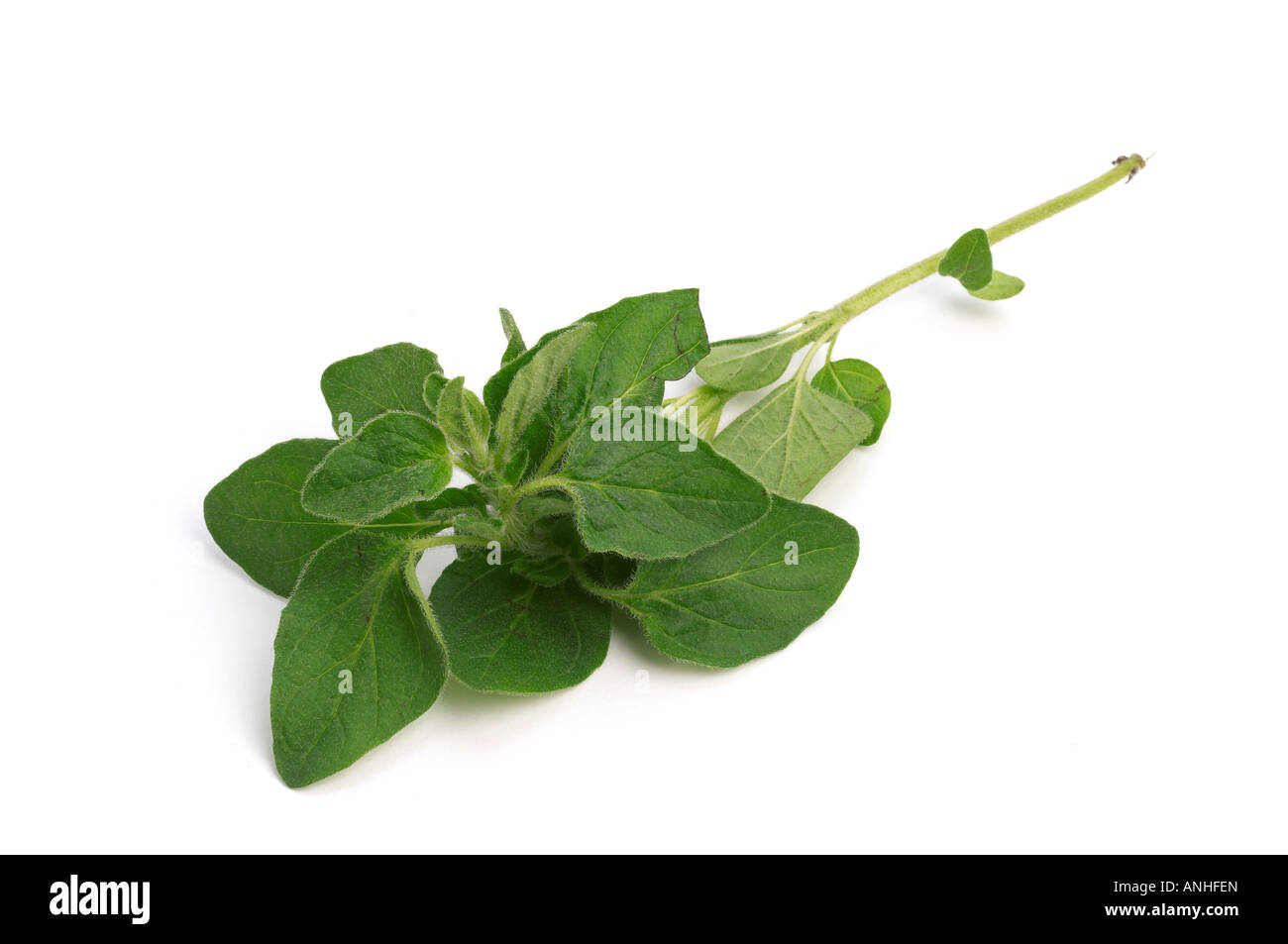 Oregano sprig hi-res stock photography and images - Alamy