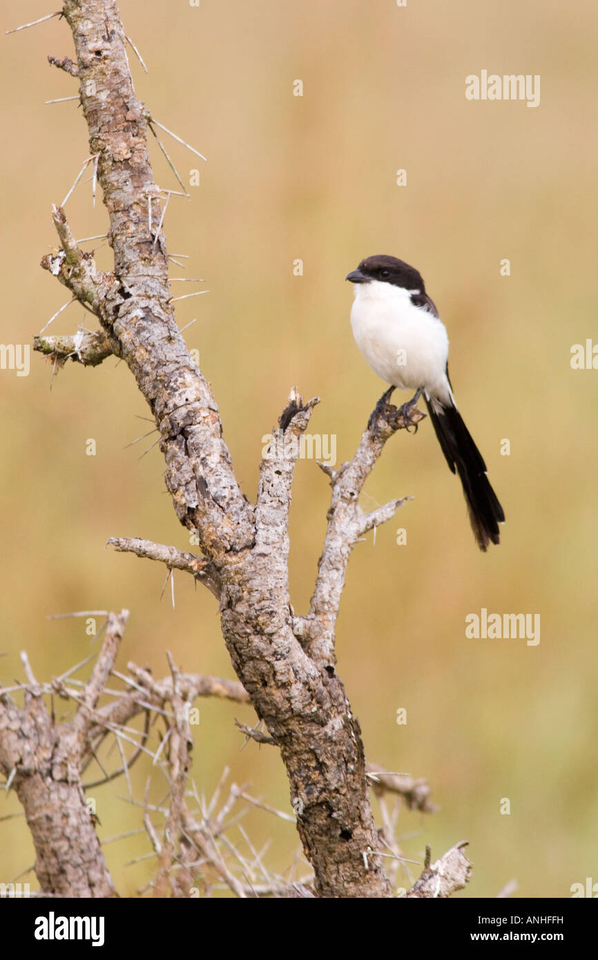 Long tailed fiscal shrike Lanius cabanisi Mikumi National Park Tanzania ...
