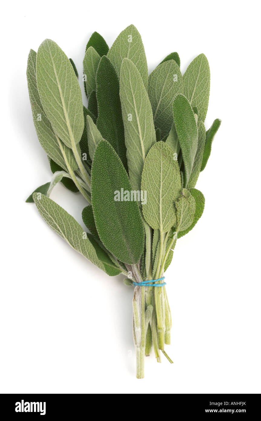 Bunch of fresh Sage Stock Photo - Alamy