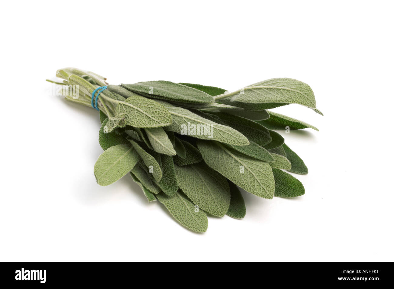 Bunch of fresh Sage Stock Photo - Alamy