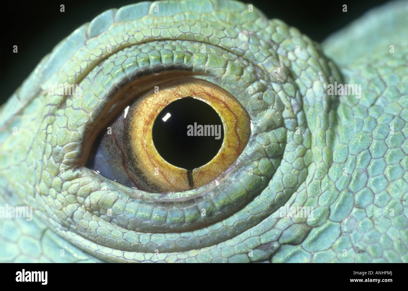 "Close up" of Eye of Iguana Stock Photo - Alamy