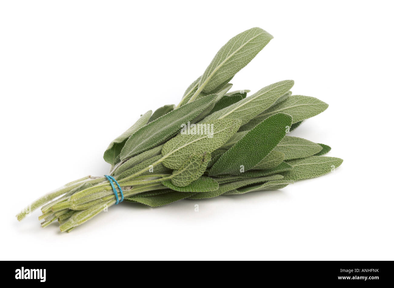 Fresh sage culinary herb Cut Out Stock Images & Pictures - Alamy