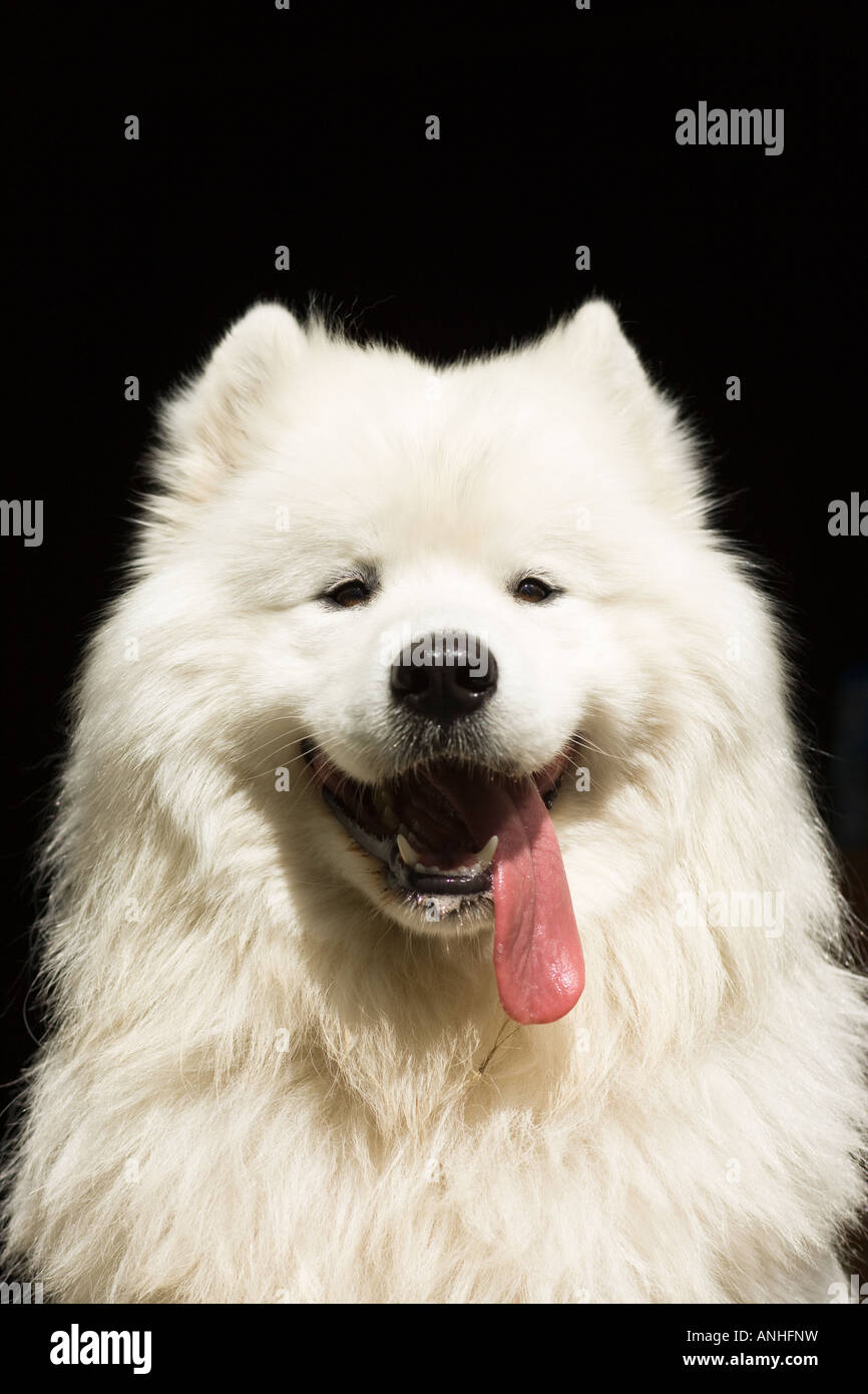 Samoyed canine hi-res stock photography and images - Alamy