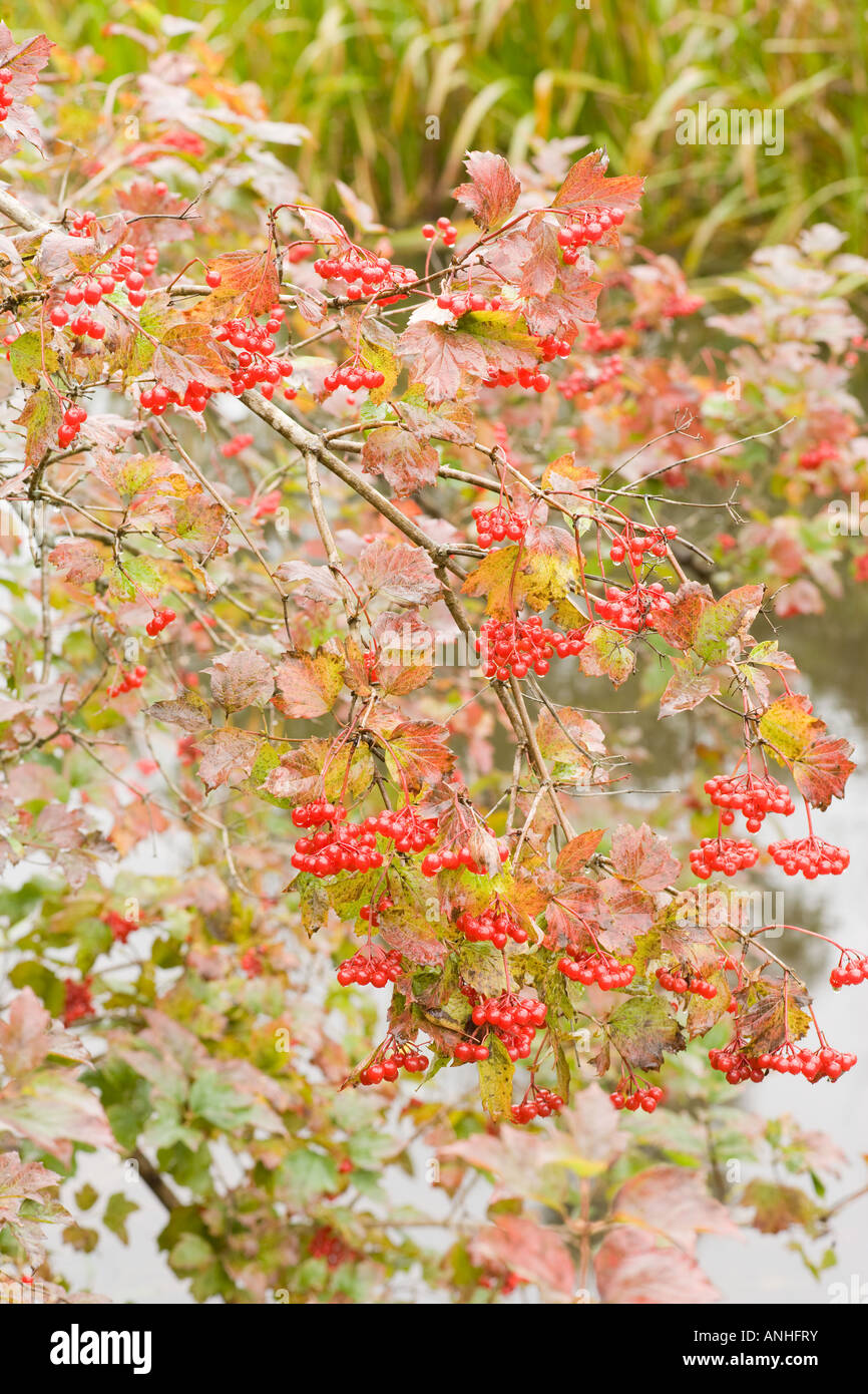 Rose plant tree hi-res stock photography and images - Alamy