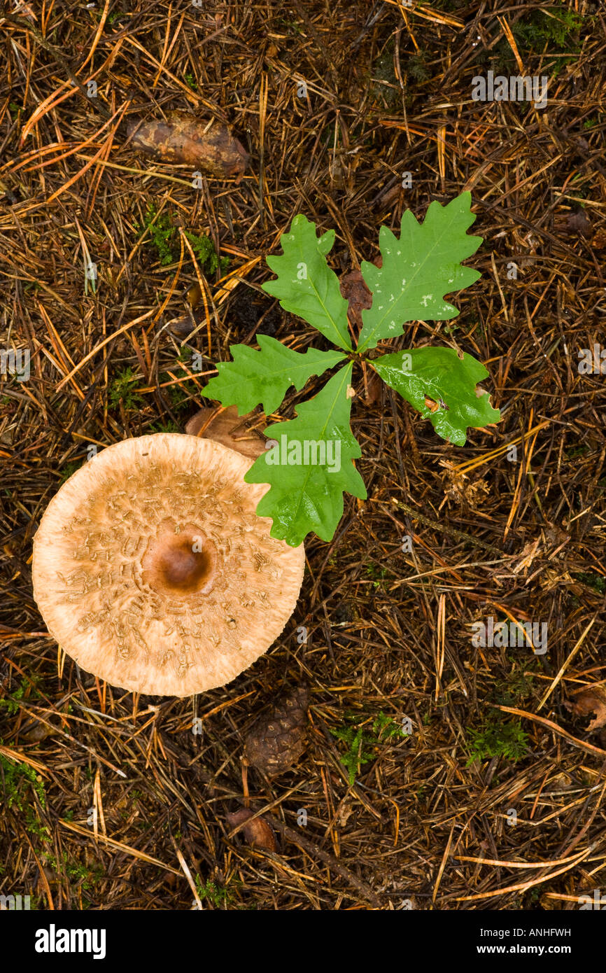 Parasol mushroom and oak seedling Stock Photo - Alamy