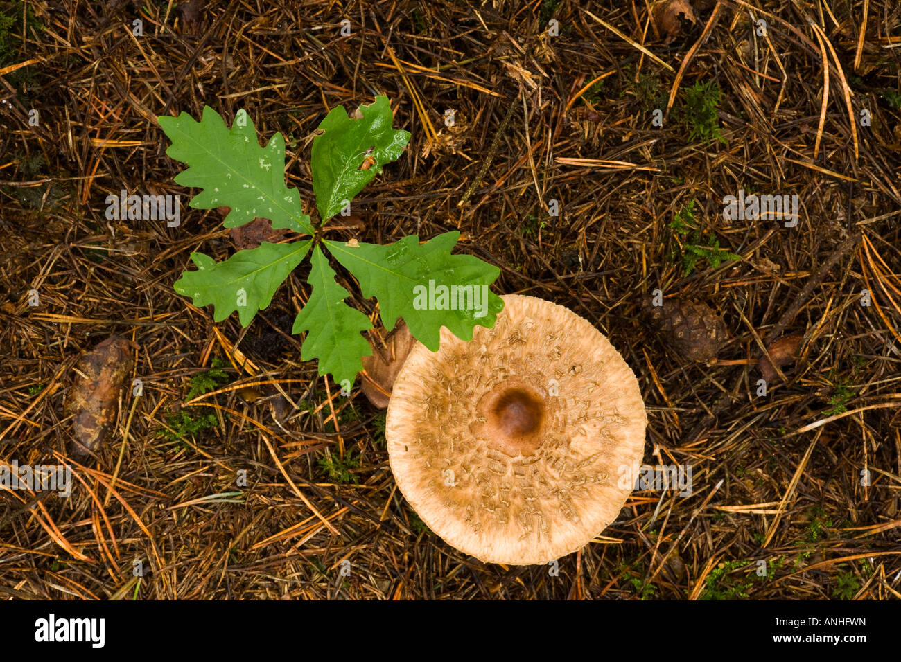 Parasol mushroom and oak seedling Stock Photo - Alamy