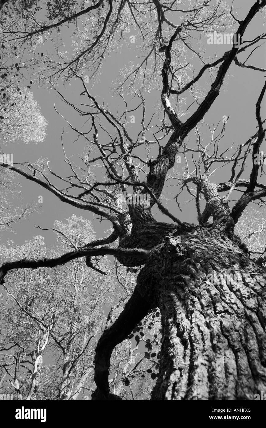 Dead tree branches trunk Black and White Stock Photos & Images - Alamy