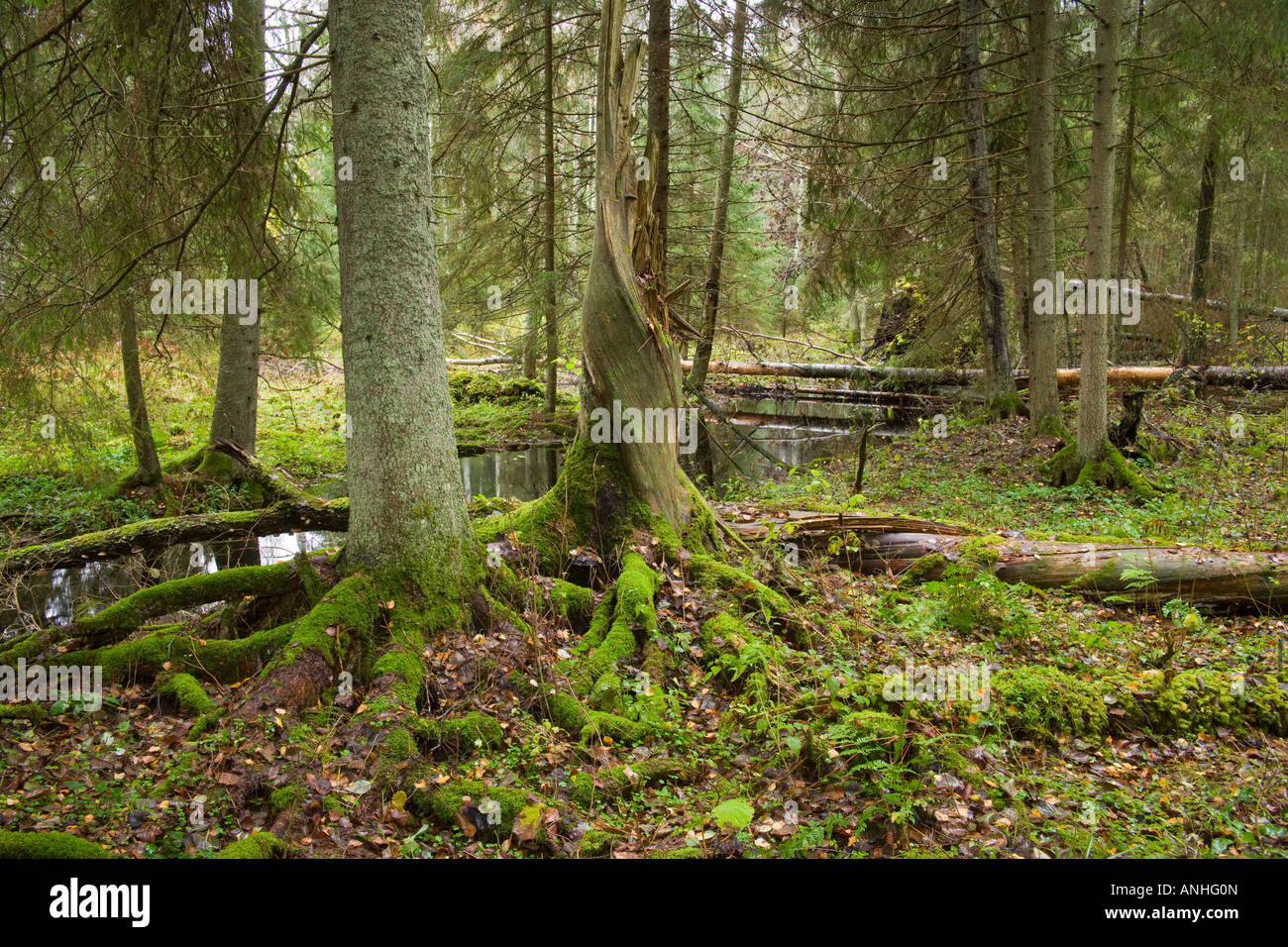 Old growth forest Stock Photo - Alamy