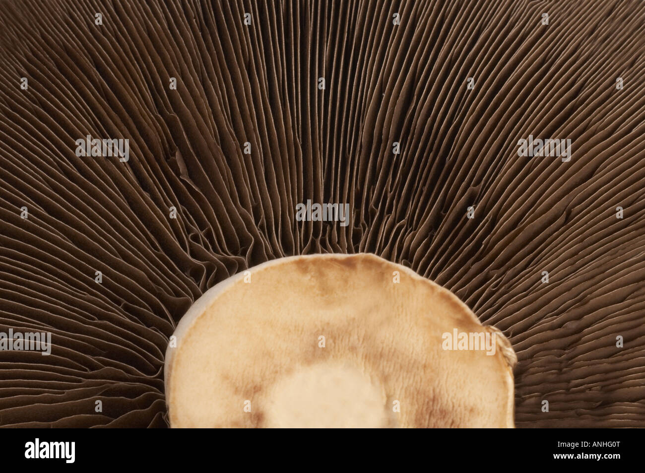 Mushroom gills hi-res stock photography and images - Alamy