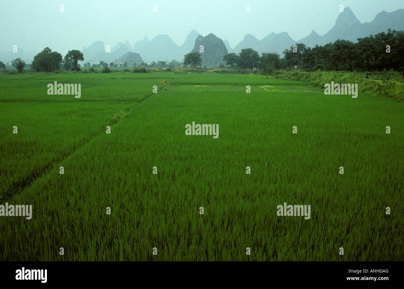 Rice Fields, Guilin, China Stock Photo - Alamy