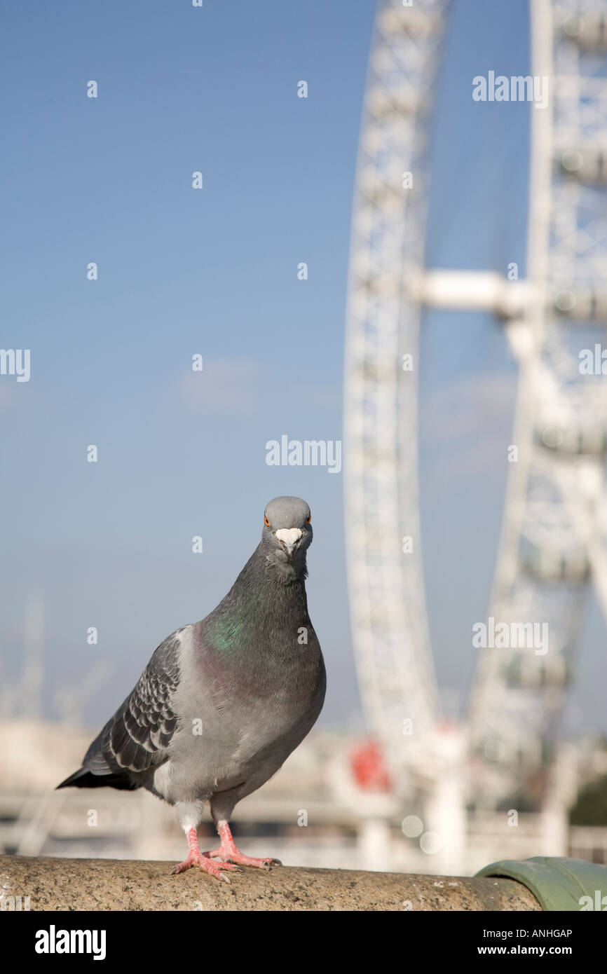 A London pigeon perches on the parapet of Westminster Bridge with the ...