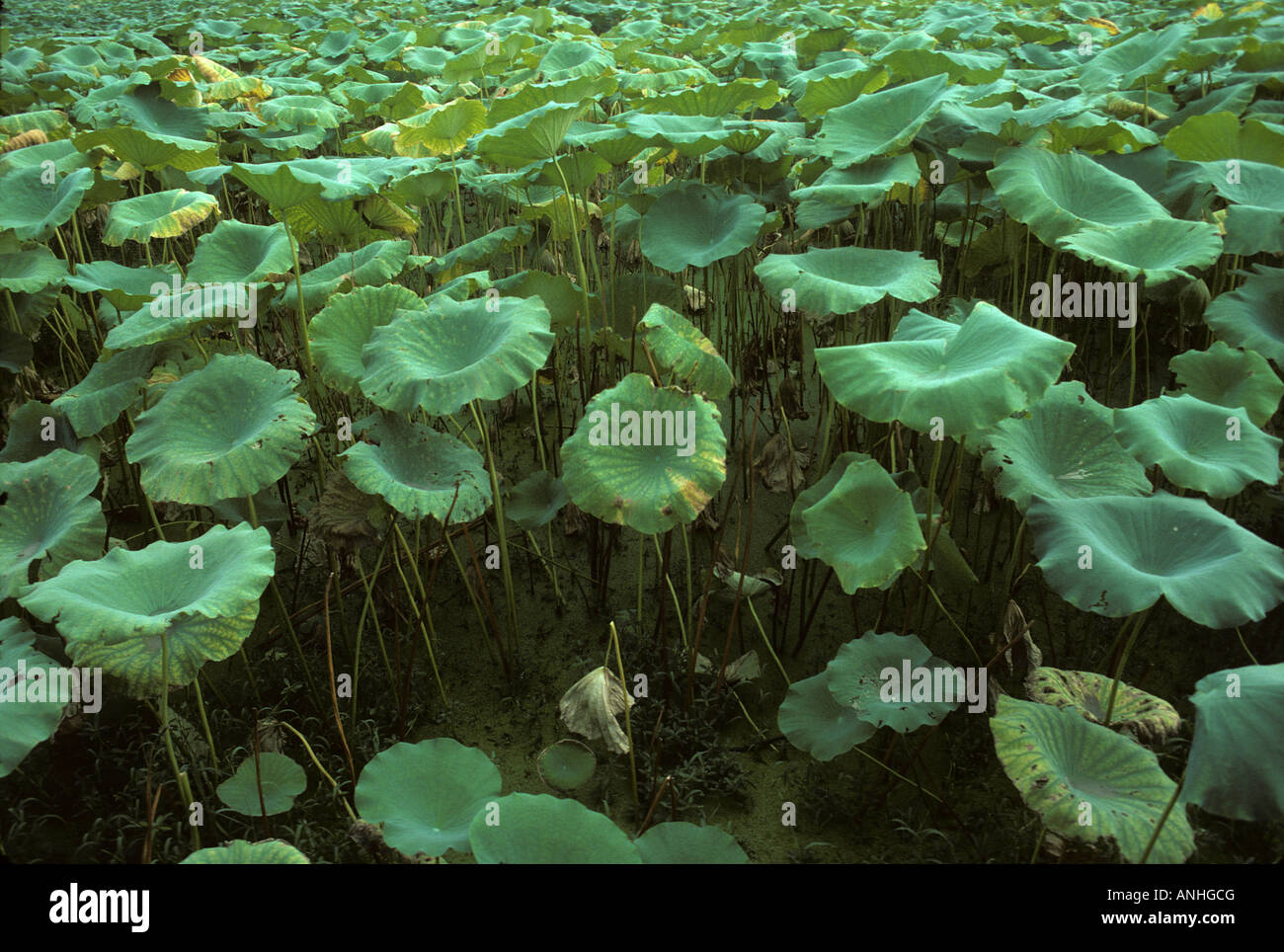 Leaves lotus plants hi-res stock photography and images - Alamy