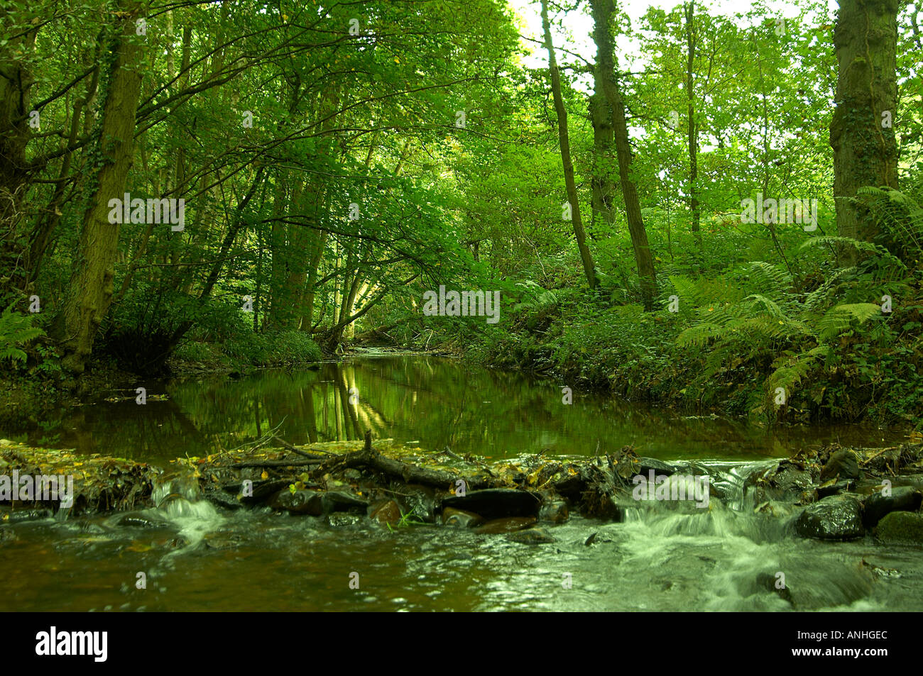 English countryside woodland stream Stock Photo - Alamy
