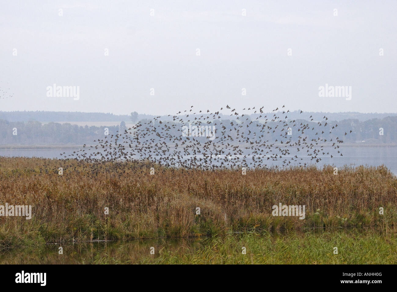 Star Sturnus vulgaris stare schwarm schwärme Vogelschwarm Vogelschwärme ...