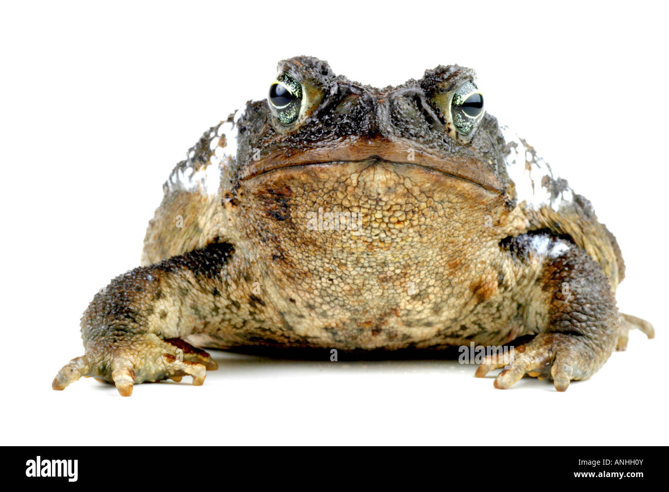 giant toad marine toad cane toad South American Neotropical toad Bufo ...