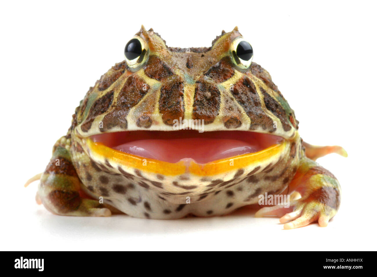 Ornate horned frog Cut Out Stock Images & Pictures - Alamy