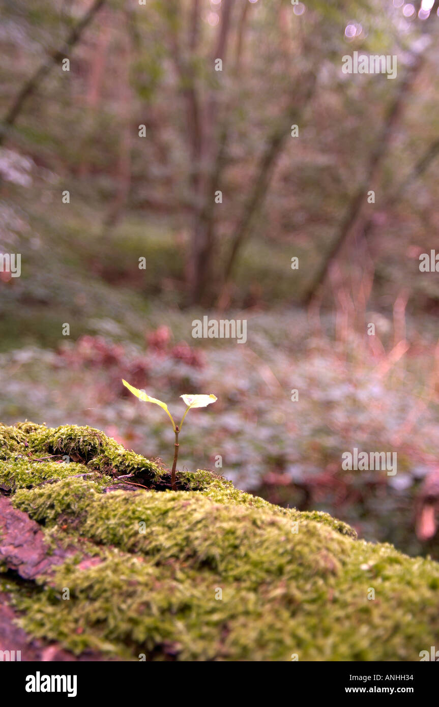 Small Sapling growing on a fallen tree Stock Photo - Alamy